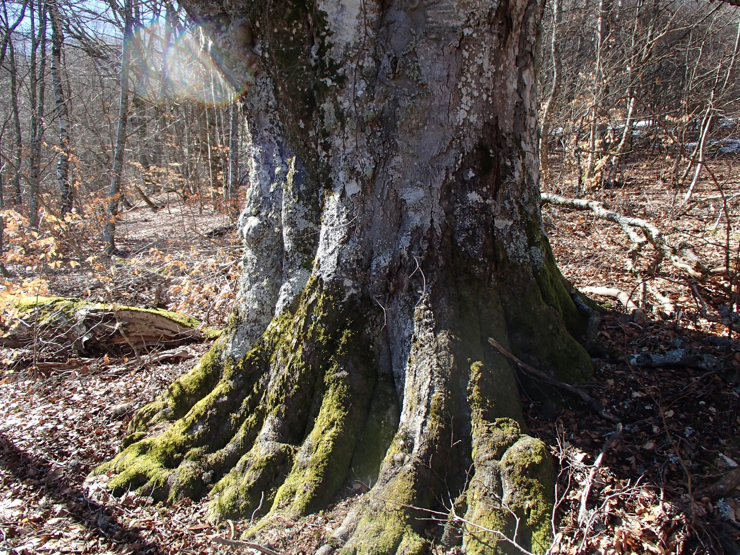 Arbres remarquables sur le champ de bataille du Sudel